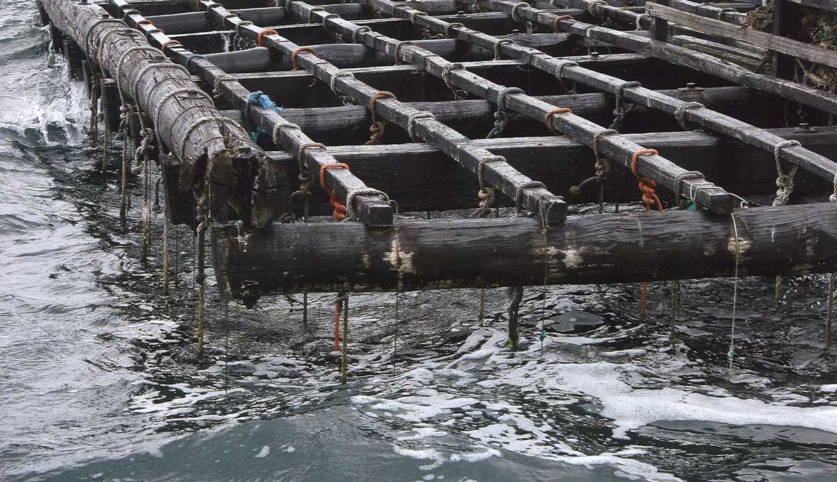 ¿Cómo funcionan las bateas? - Cata la lata